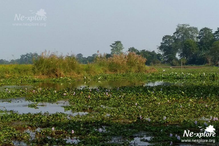 How to spend a day in world’s largest river island Majuli - Nexplore Travel
