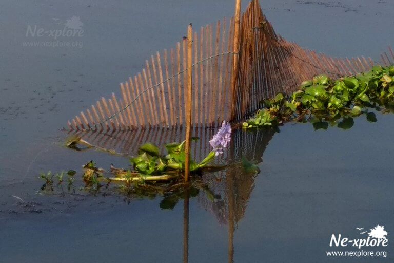 How to spend a day in world’s largest river island Majuli - Nexplore Travel