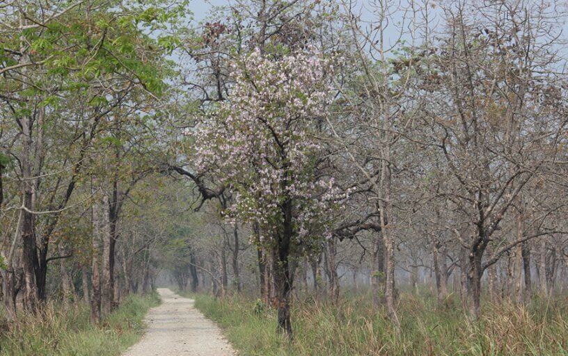 Top 12 places to visit in Assam - Nexplore Travel