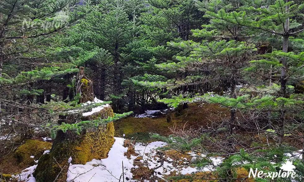 Picture journey through Yumthang valley in Sikkim | Nexplore Travel
