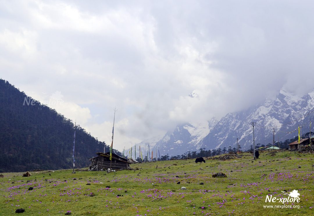 Picture journey through Yumthang valley in Sikkim | Nexplore Travel